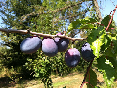 Pringle Creek Plum_Branch - Pringle Creek